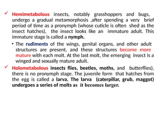 Metamorphosis in Insects. modified 2.pptx