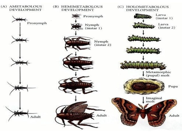 Metamorphosis in Insects. modified 2.pptx