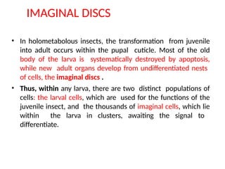 Metamorphosis in Insects. modified 2.pptx