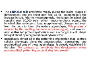 Metamorphosis in Insects. modified 2.pptx