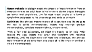 Metamorphosis in insects.pptxhiihthkkkjh | PPTX