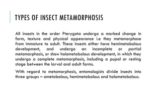 Metamorphosis in insects.pptxhiihthkkkjh | PPTX