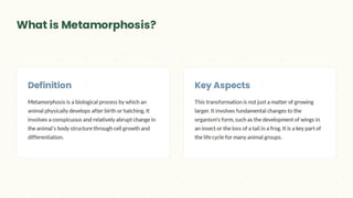 Metamorphosis in Insects and Amphibians (1).pdf