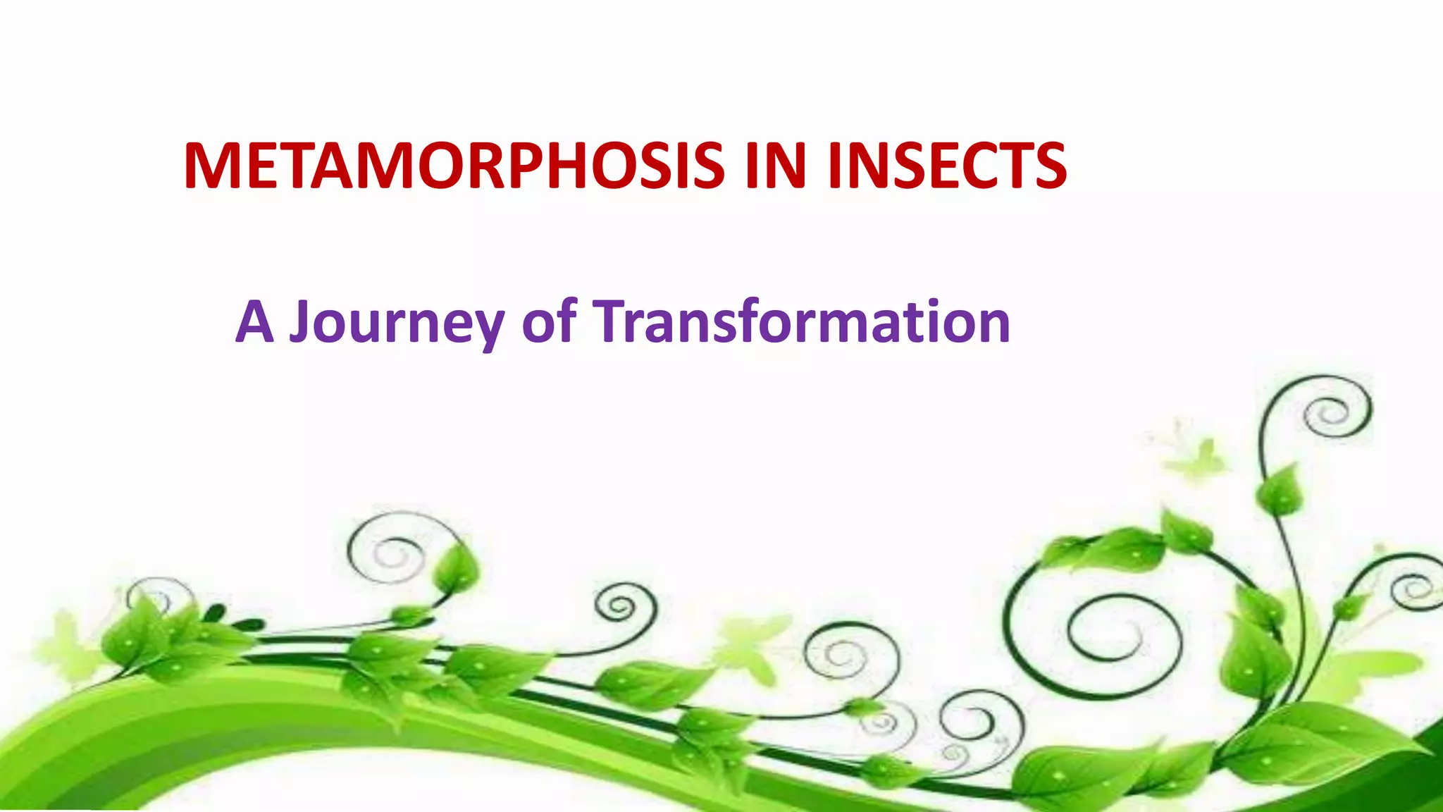 Metamorphosis in insects ppt.pptx