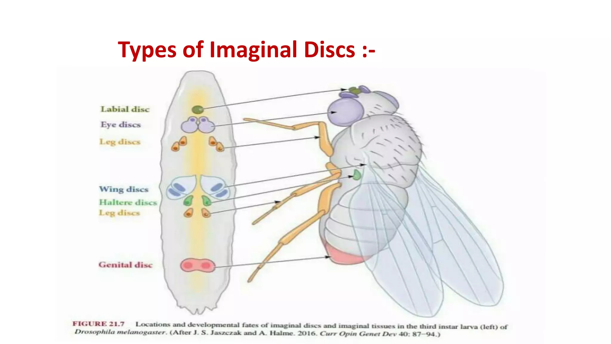 Metamorphosis in insects ppt.pptx