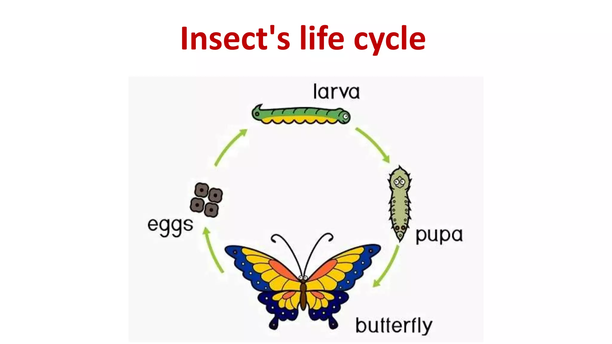 Metamorphosis in insects ppt.pptx