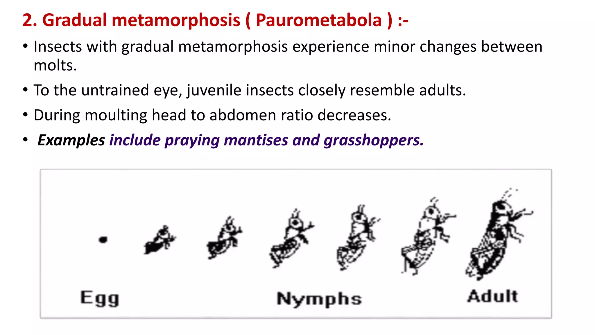 Metamorphosis in insects ppt.pptx