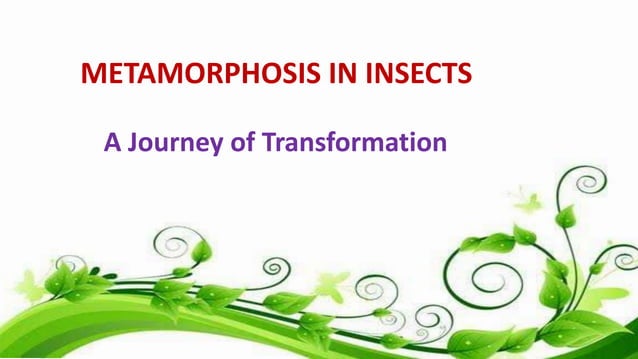Metamorphosis in insects ppt.pptx | Biological Sciences | Science