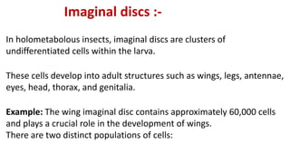 Metamorphosis in insects ppt.pptx