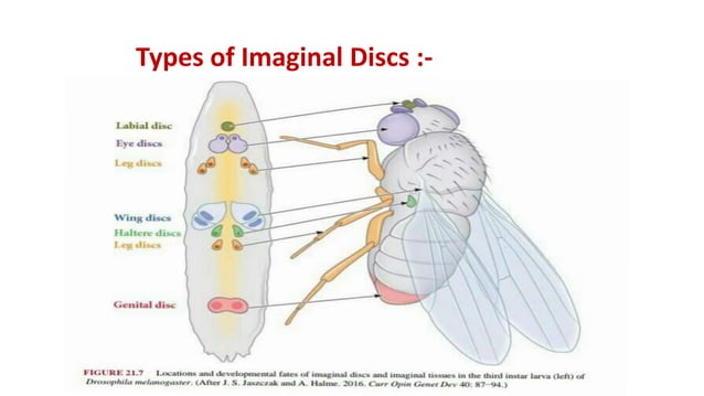 Metamorphosis in insects ppt.pptx | Biological Sciences | Science