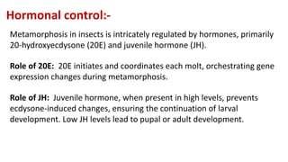 Metamorphosis in insects ppt.pptx