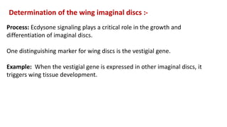Metamorphosis in insects ppt.pptx