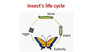 Metamorphosis in insects ppt.pptx