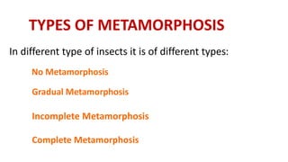 Metamorphosis in insects ppt.pptx
