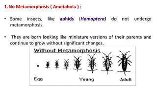 Metamorphosis in insects ppt.pptx