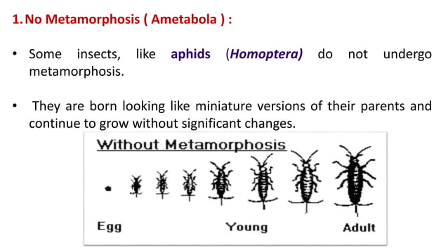 Metamorphosis in insects ppt.pptx | Biological Sciences | Science