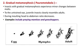 Metamorphosis in insects ppt.pptx