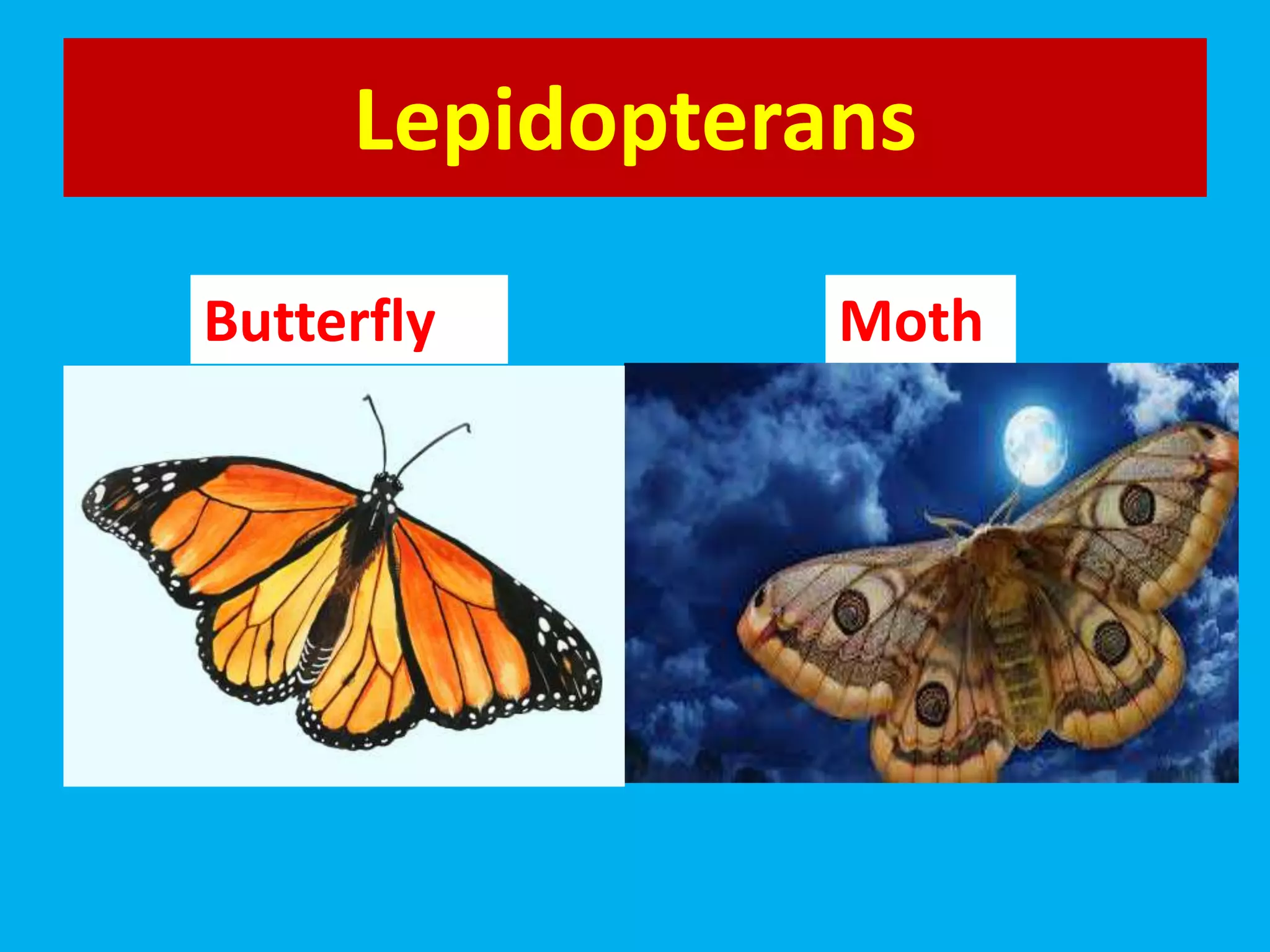 Metamorphosis in lepidoptera | PPT