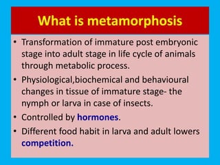 Metamorphosis in lepidoptera | PPTX