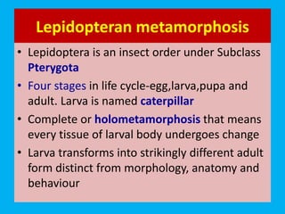 Metamorphosis in lepidoptera | PPT