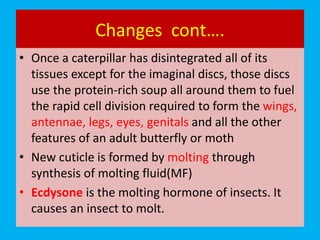 Metamorphosis in lepidoptera | PPT