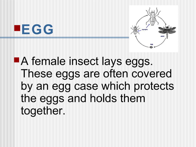 Metamorphosis Slideshow | PPT