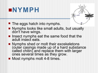 Metamorphosis Slideshow | PPT