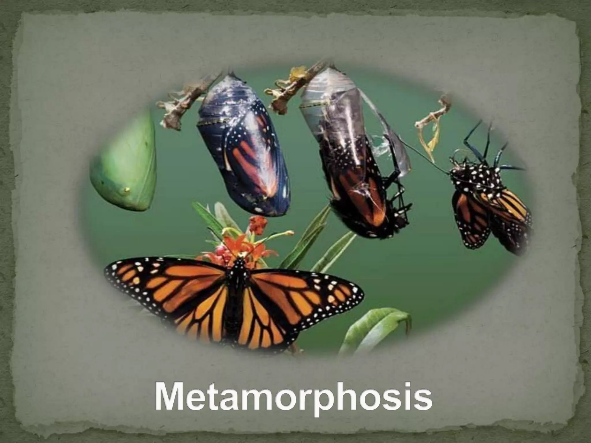 Metamorphosis | PPTX