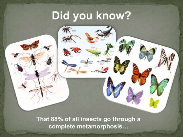 Metamorphosis | PPTX
