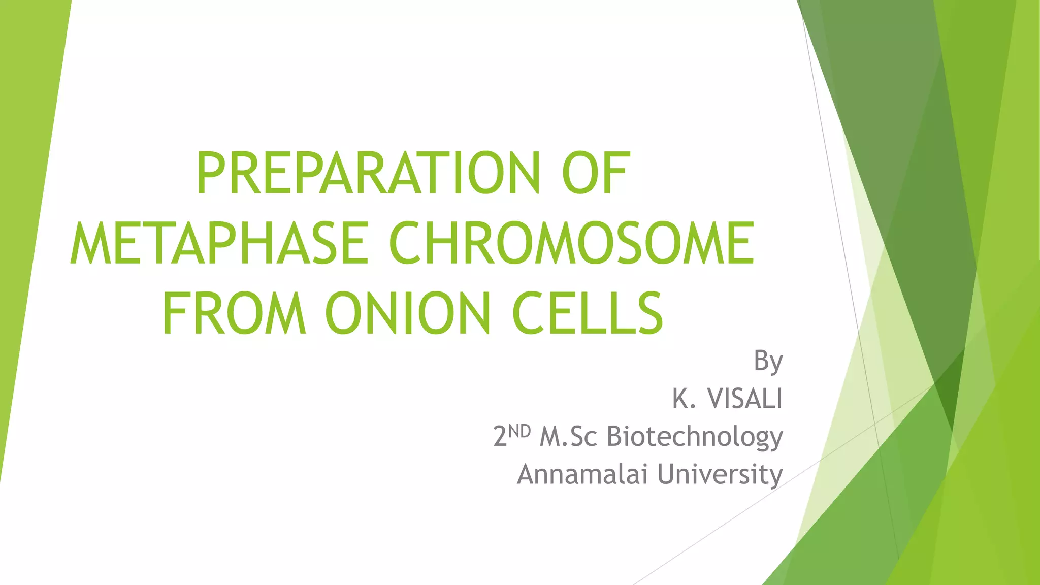 Preparation of Metaphase Chromosome from Onion Cells | PPTX