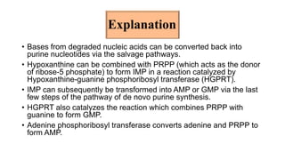 De novo and salvage pathway of nucleotides synthesis.pptx