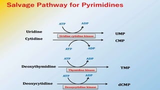 De novo and salvage pathway of nucleotides synthesis.pptx
