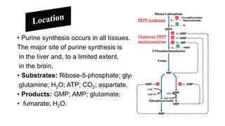 Purine Salvage Pathway