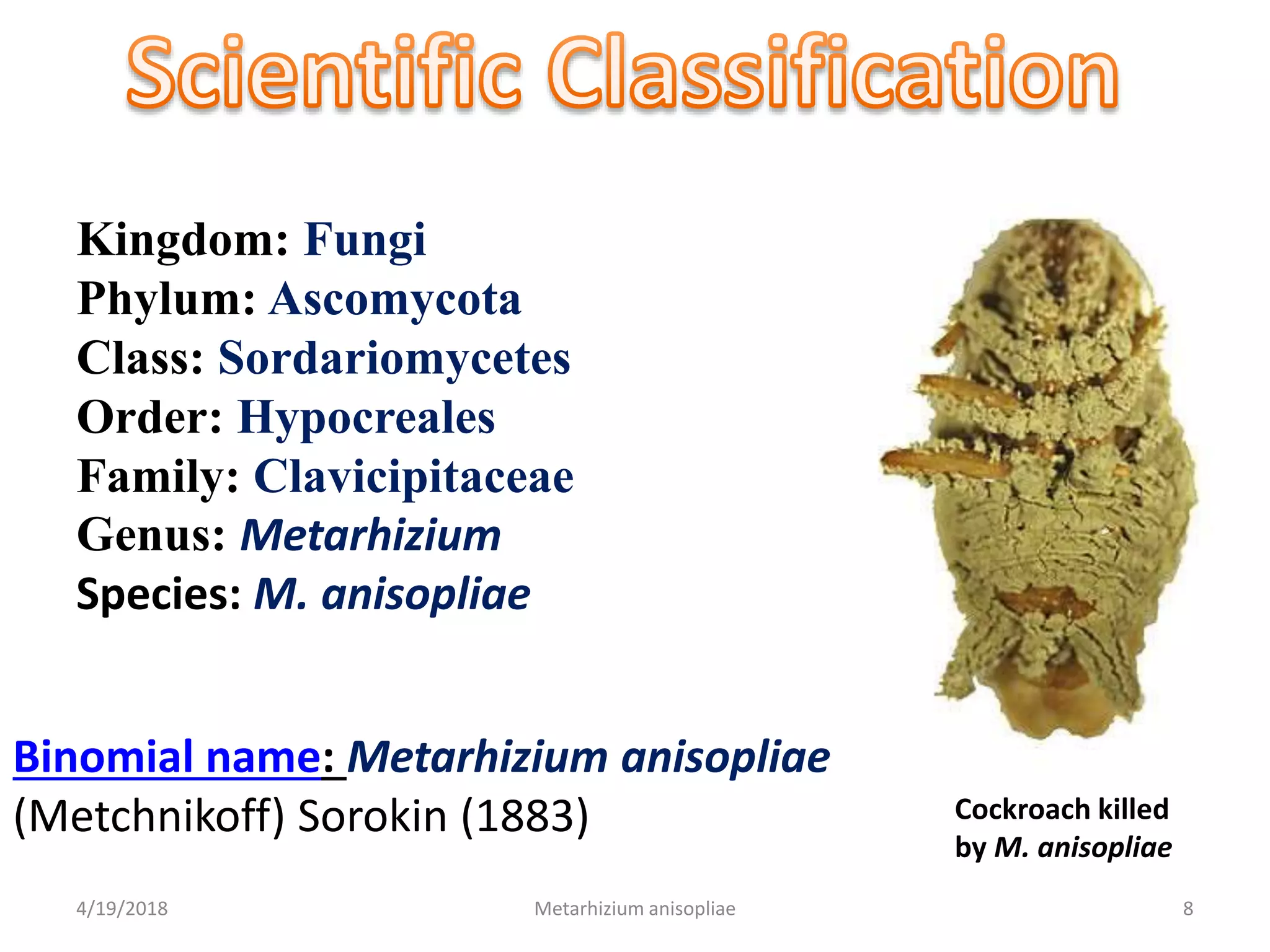 Metarhizium anisopliae | PPTX