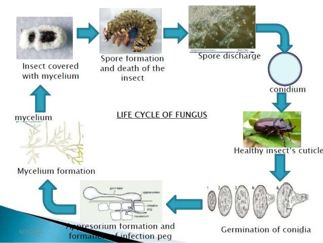 Metarhizium anisopliae