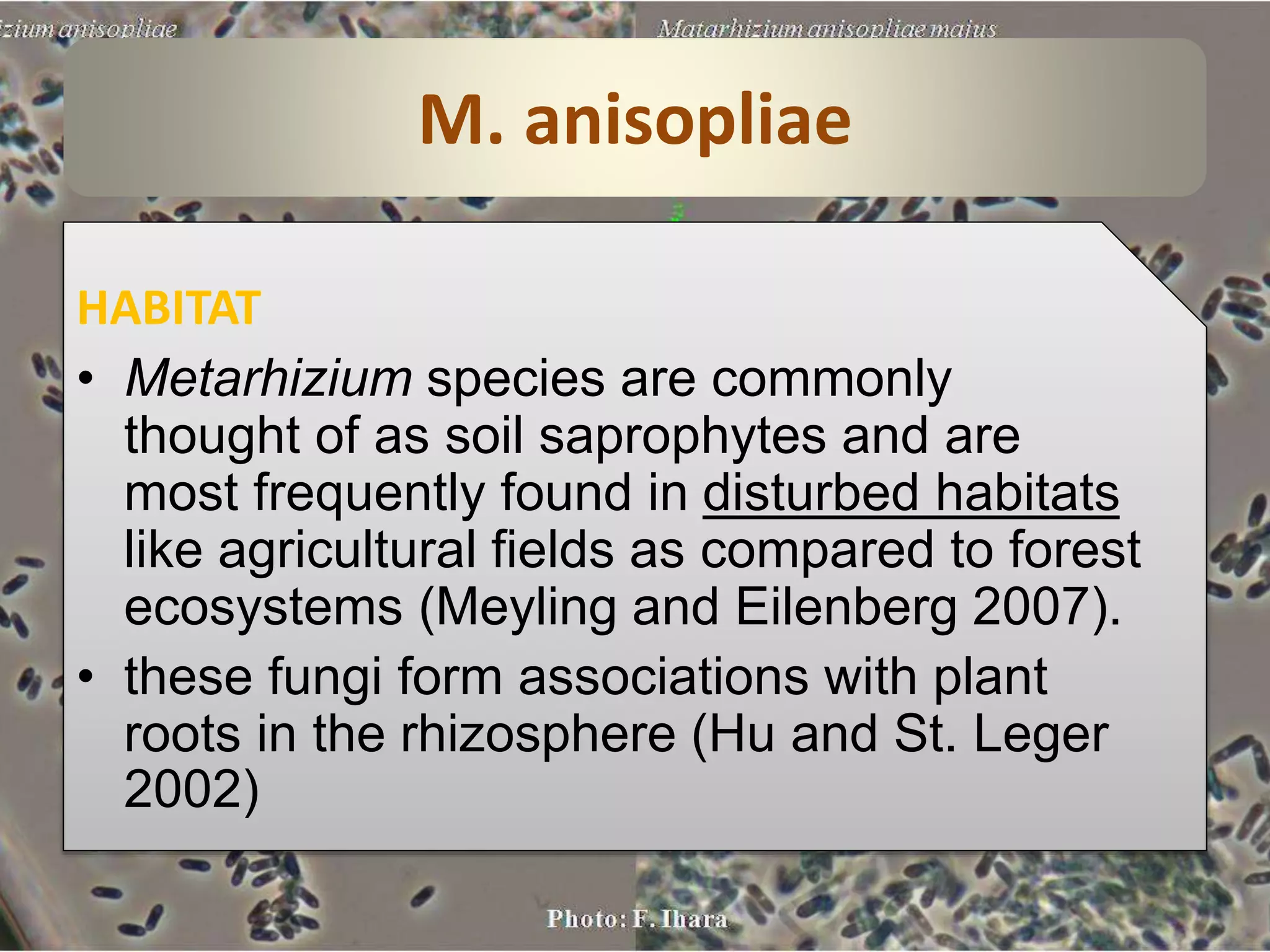 Metarhizium anisopliae | PPTX