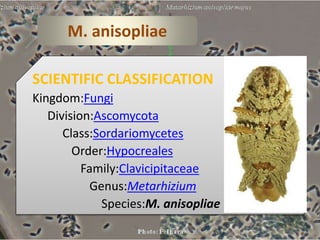 Metarhizium anisopliae | PPTX