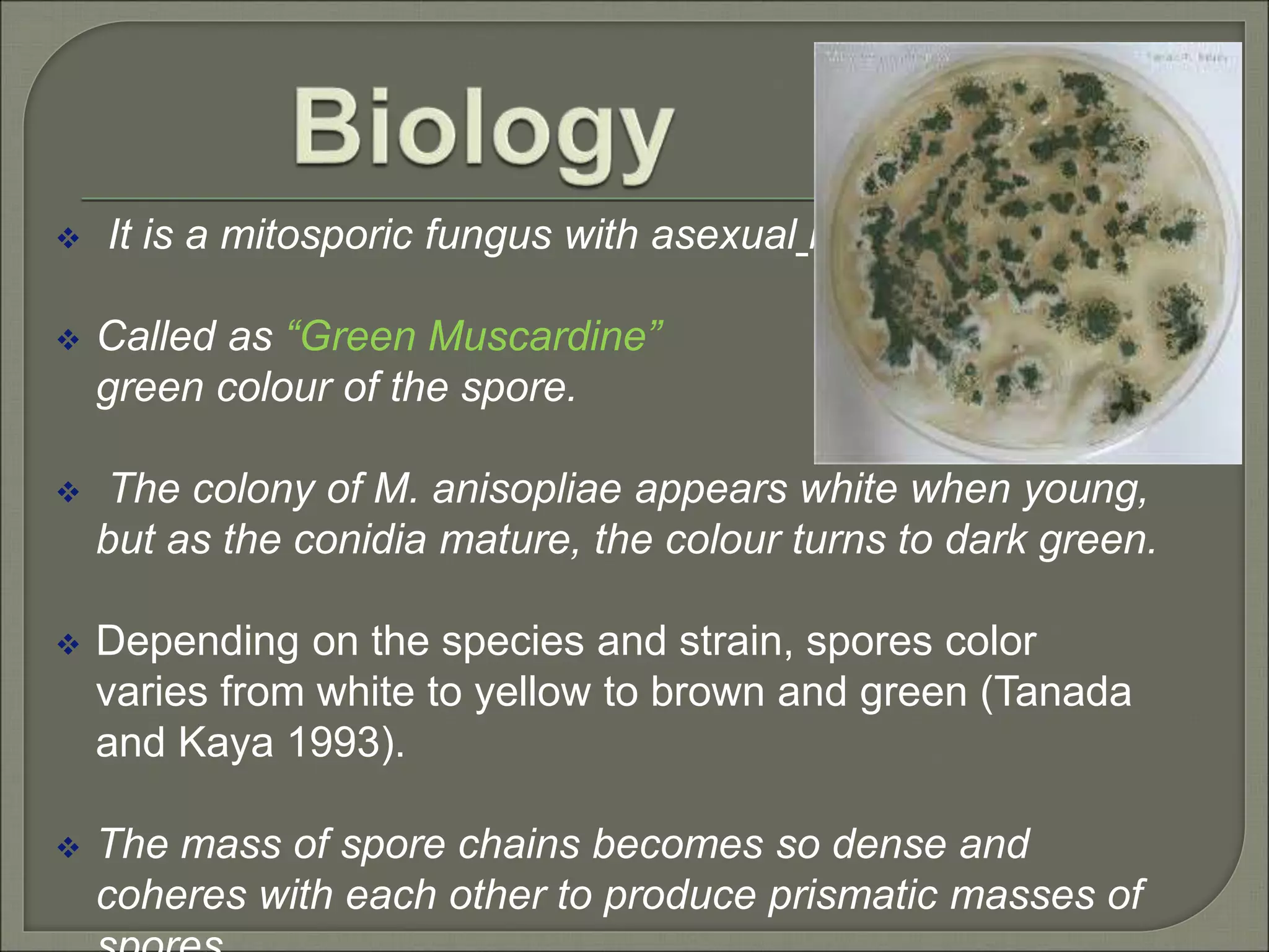 Metarhizium anisopliae | PPT