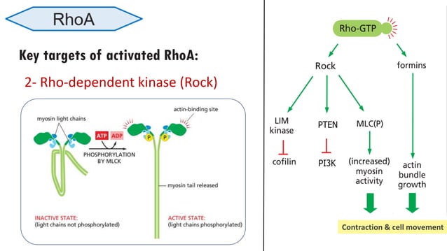 Metastasis- Cancer cell migration | PPT