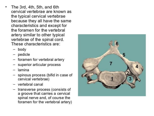 Metastatic neck disease | PPT
