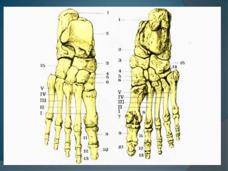equipo 3 tema 4 Metatarcianos y falanges del pie