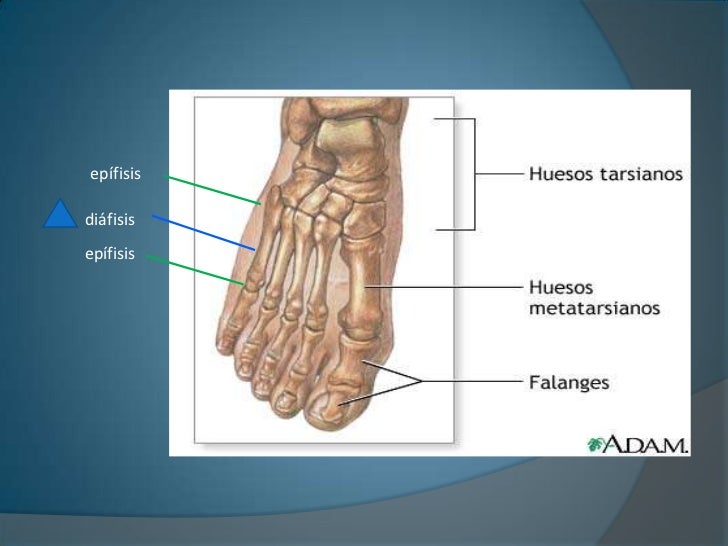 equipo 3 tema 4 Metatarcianos y falanges del pie
