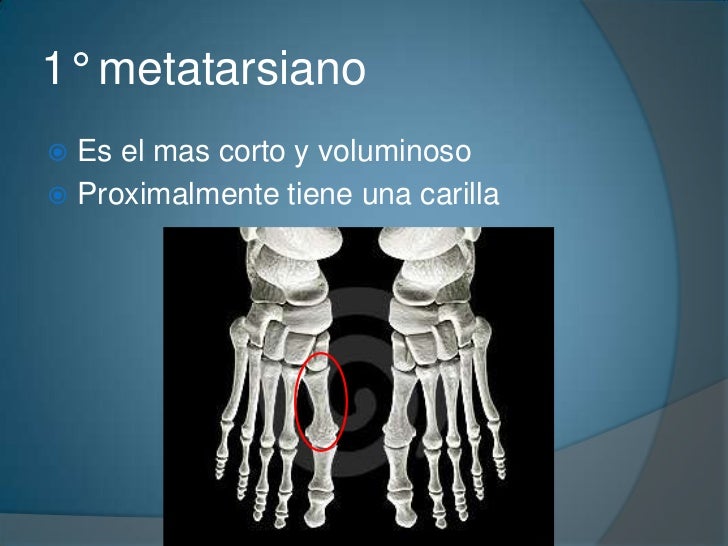 equipo 3 tema 4 Metatarcianos y falanges del pie