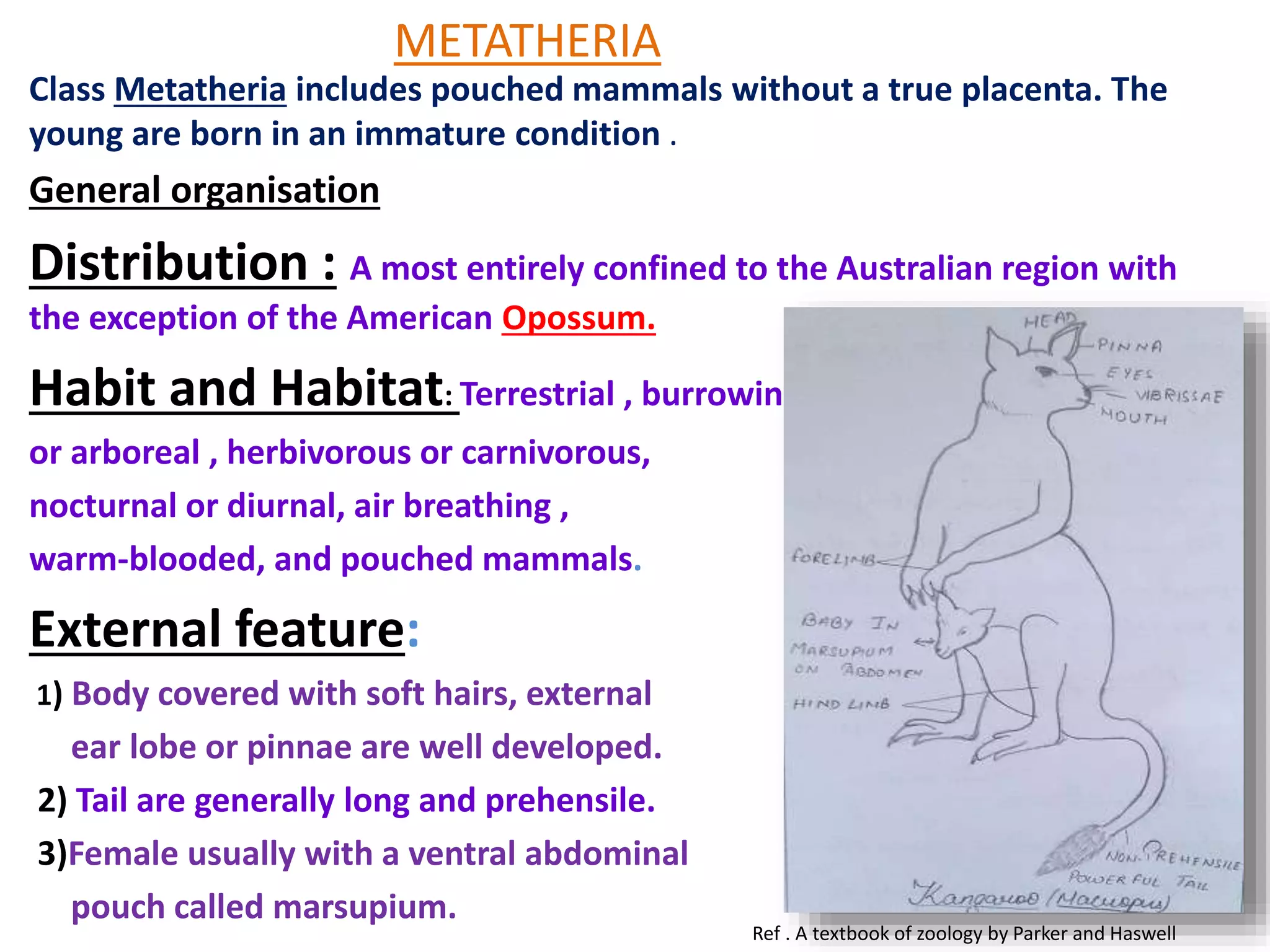 METATHERIA.pptx