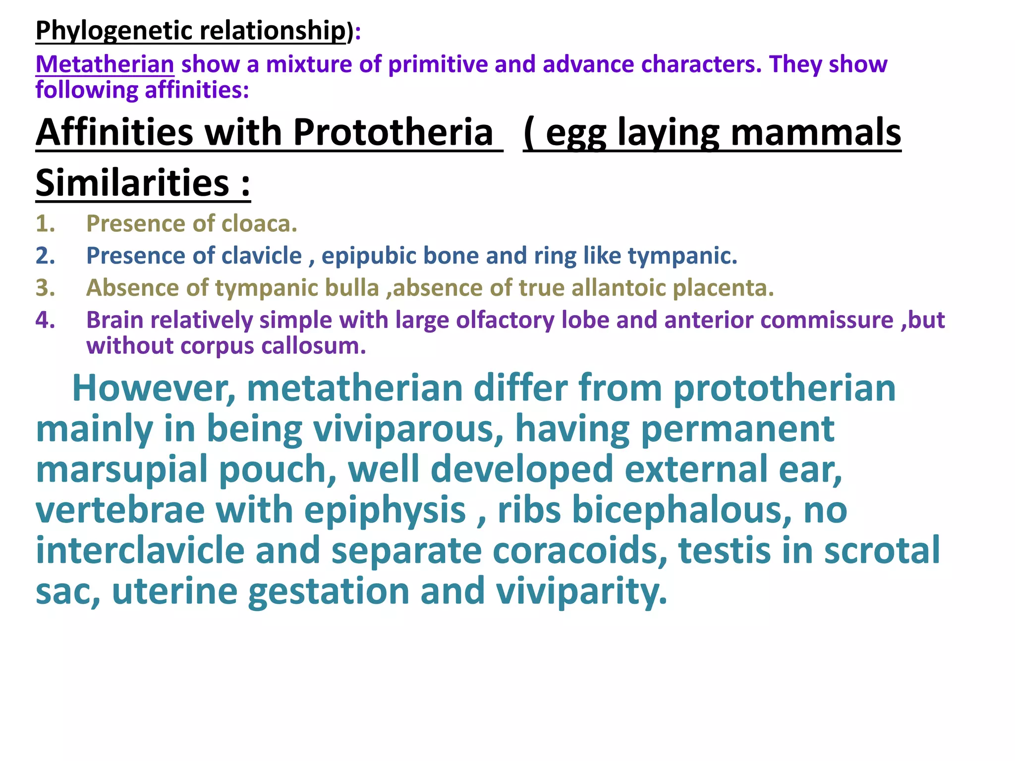 METATHERIA.pptx