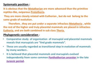 METATHERIA.pptx