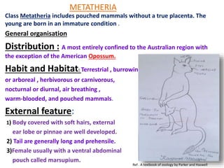 METATHERIA.pptx