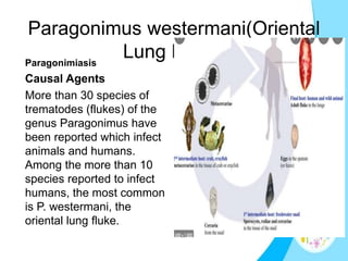 MICROBIOLOGY AND PARASITOLOGYmetazoa.pptx