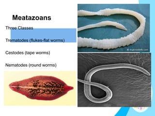 MICROBIOLOGY AND PARASITOLOGYmetazoa.pptx