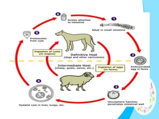 MICROBIOLOGY AND PARASITOLOGYmetazoa.pptx